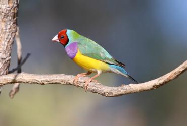 What's On | Activate Katherine